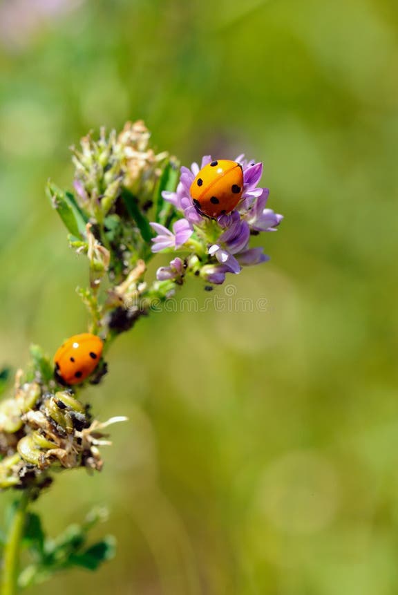 Ladybugs stock photo. Image of ladybug, point, beetle - 12242680