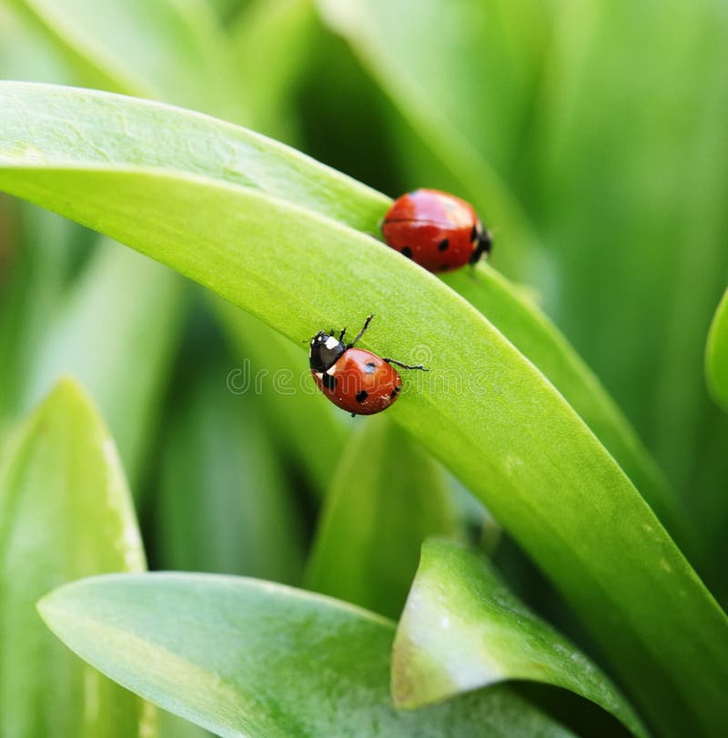 Ladybugs Meeting on High Cliffs Stock Photo - Image of colony, bugs: 125034