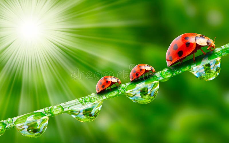 Ladybugs family. stock image. Image of natural, green - 17975457