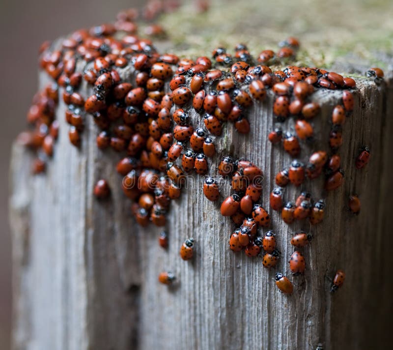 Ladybugs stock photo. Image of gathering, group, small - 13205888
