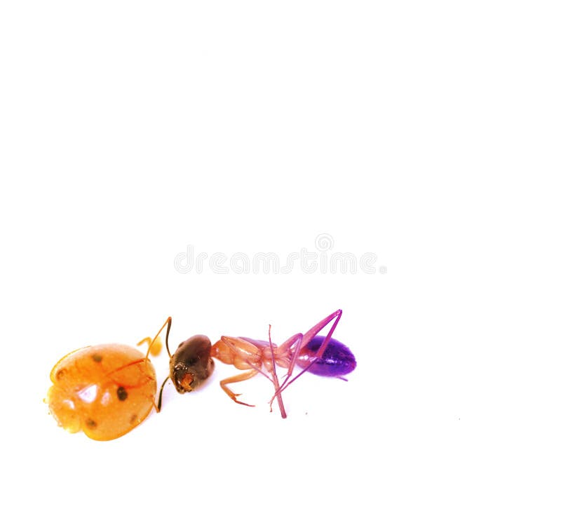 Ladybugs and ants die stock image. Image of potato, colorado - 135841281