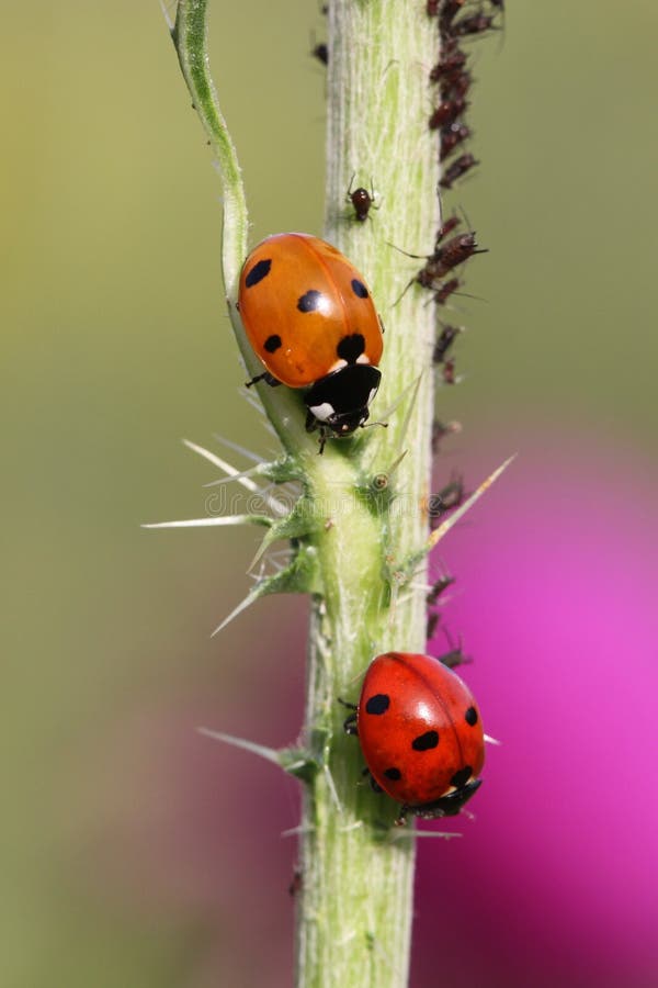 Ladybugs stock image. Image of ladybug, vivid, orange - 48064219