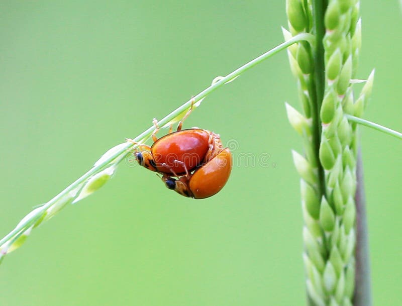 Ladybugs stock image. Image of green, life, nature, ladybugs - 42807175