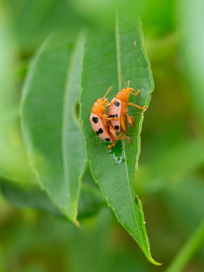 Ladybugs Breeding on the Leave Stock Photo - Image of breeding, wild ...
