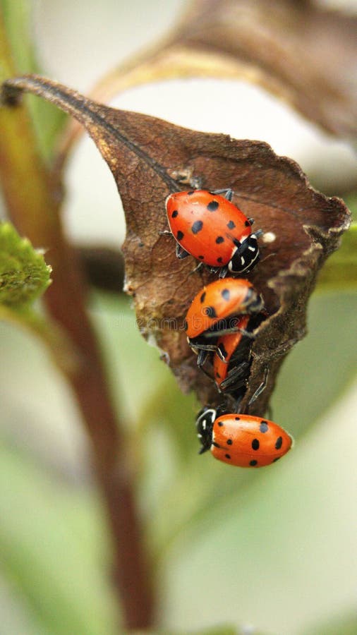 Ladybugs on a leaf stock photo. Image of ladybugs, latin - 252146240