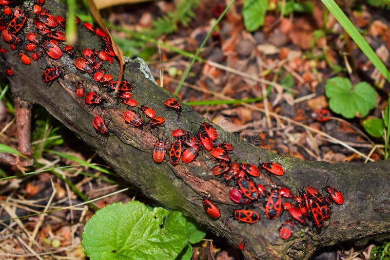 Ladybugs stock photo. Image of gathering, group, small - 13205888