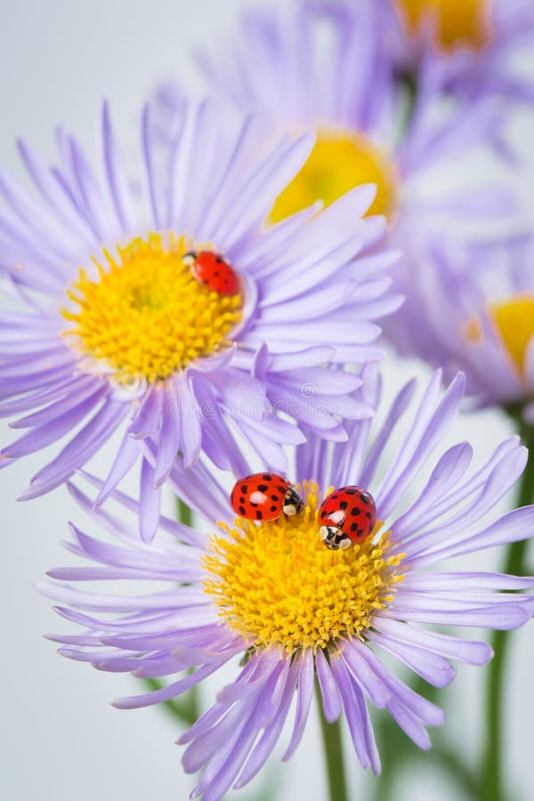 Ladybugs on camomile stock photo. Image of summer, nature - 70771062