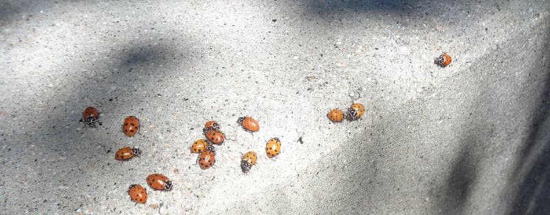 Ladybugs Coccinellidae on a Curb Stock Photo - Image of summer, started ...