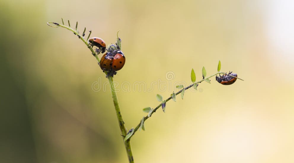 117 Ladybugs Eating Aphids Stock Photos - Free & Royalty-Free Stock ...