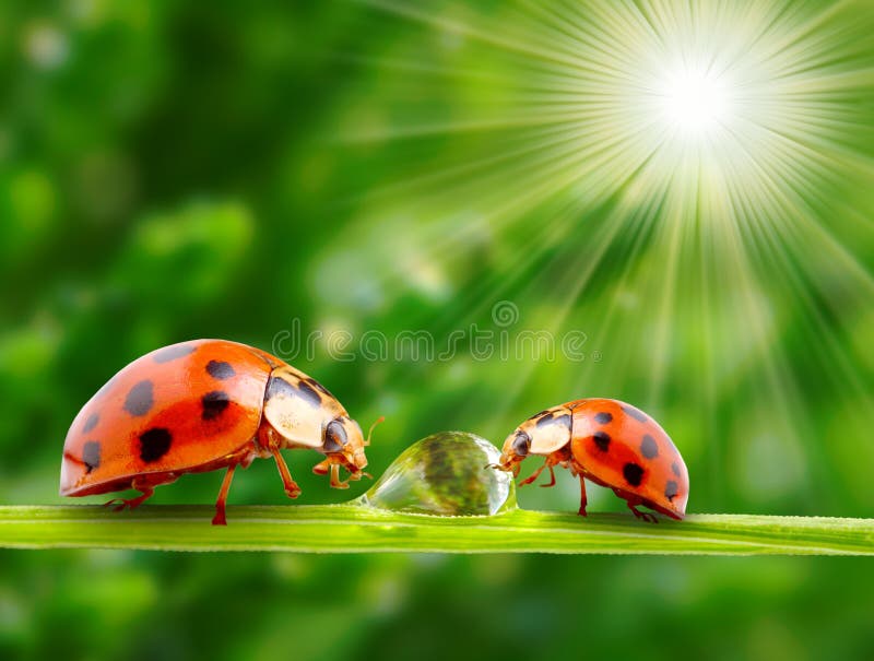 Ladybugs Family on a Dewy Grass. Stock Image - Image of animal, love ...