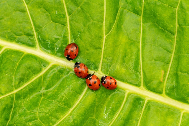 Family of Ladybugs on Green Leaf Stock Photo - Image of cute, inclined ...