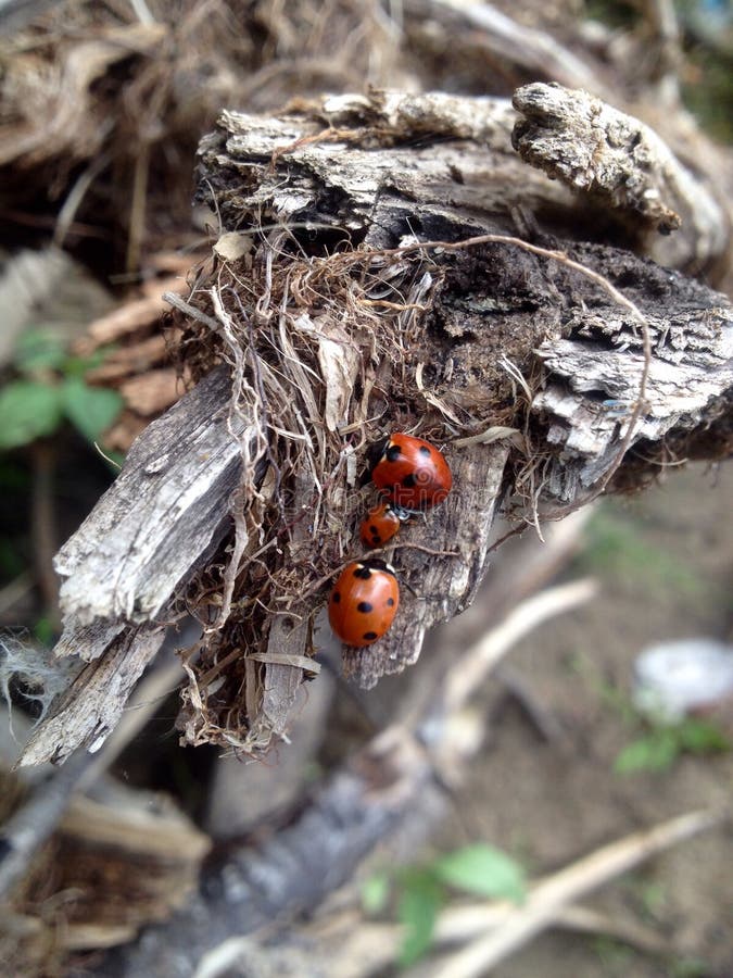 Ladybugs family. stock image. Image of natural, green - 17975457
