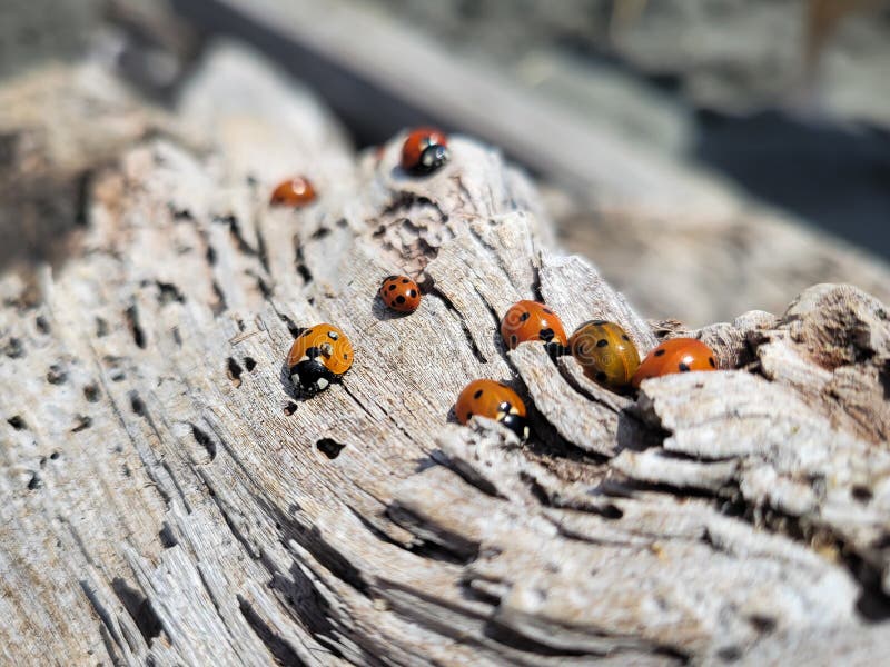 Ladybugs Gathered on a Driftwood Log on the Beach Stock Image - Image ...