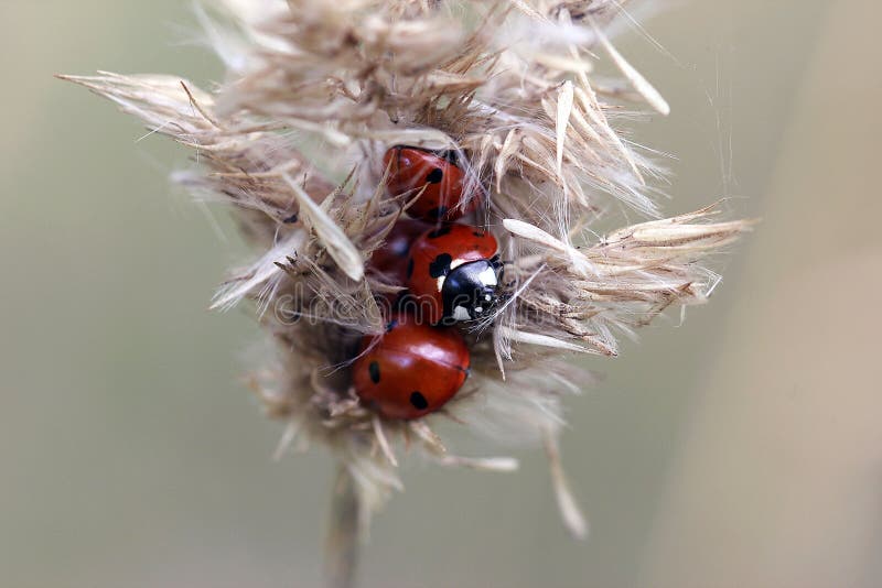 Group of ladybugs stock photo. Image of joke, ladybug - 14905912