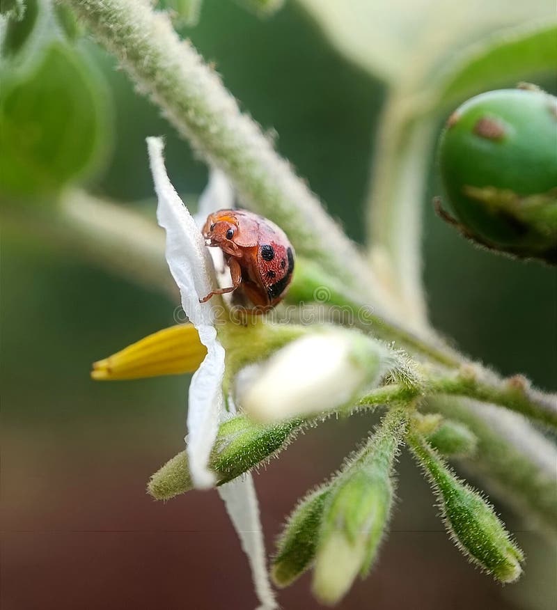 Ladybugs Hanging Out on Flower Stalks Stock Photo - Image of flower ...