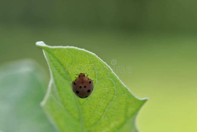 Ladybugs Hide from the Hot Sun Behind the Leaves Stock Image - Image of ...