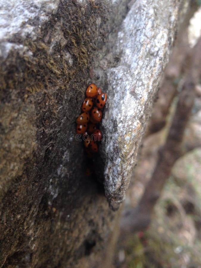 3 Ladybugs Hiding In The Top Of A Plant, Coccinellidae, Arthropoda ...