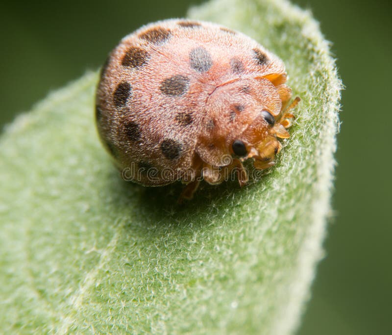 Ladybugs stock image. Image of background, leave, mini - 60236529