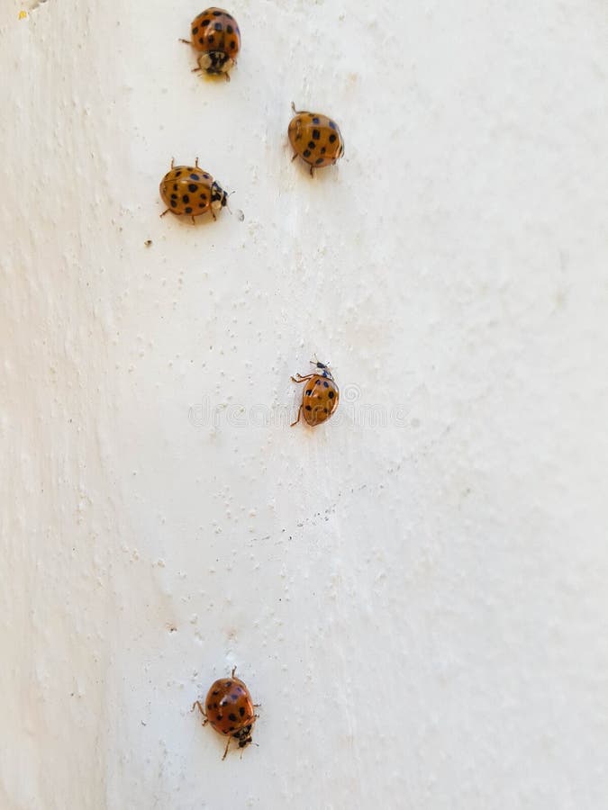 Ladybugs Insects on a White Wall Stock Photo - Image of textured, rough ...