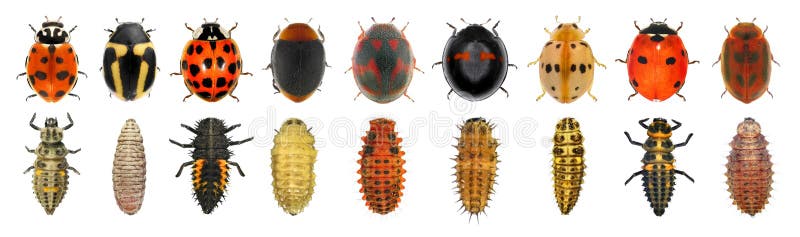 Ladybugs. Development Stages Stock Image - Image of hyperaspis, ladybug ...