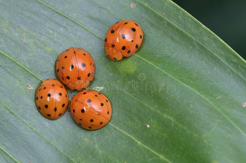 Ladybugs, Ladybirds stock photo. Image of wildlife, sheet - 73418214