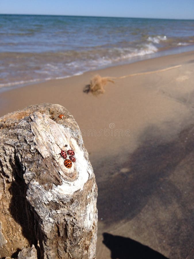 Ladybugs by Lake Michigan stock photo. Image of summer - 55612886