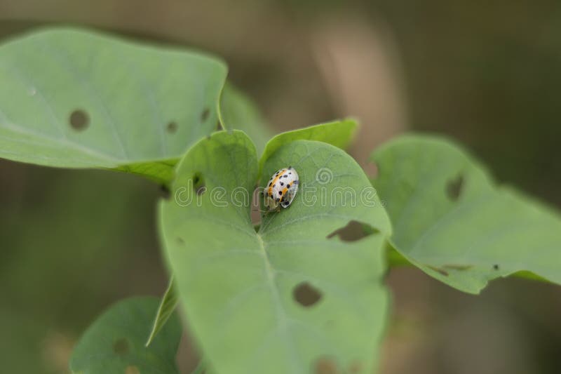 Ladybugs on a Leaf stock image. Image of chrysomelidae - 274545695