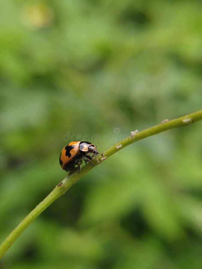 Ladybugs on the leaves stock photo. Image of leaf, insect - 233580174