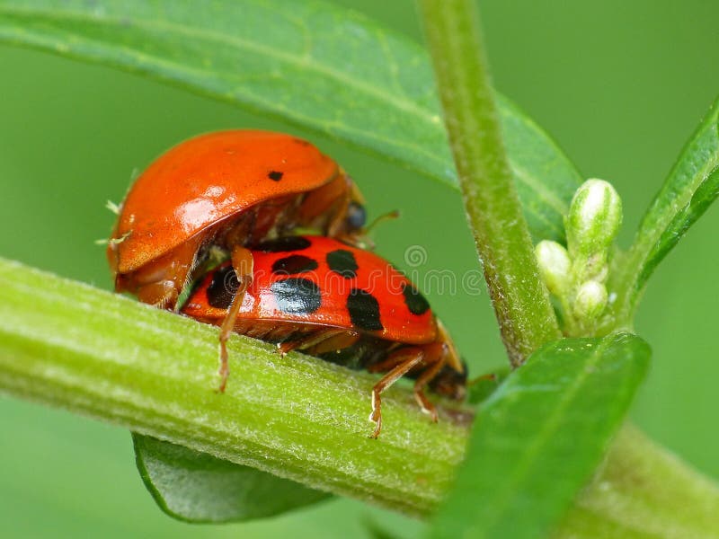 Ladybugs stock image. Image of orange, aphids, insect - 48064219