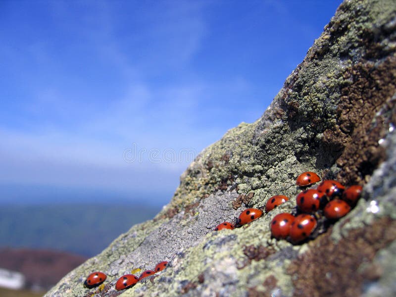 Ladybugs Meeting on High Cliffs Stock Photo - Image of colony, bugs: 125034