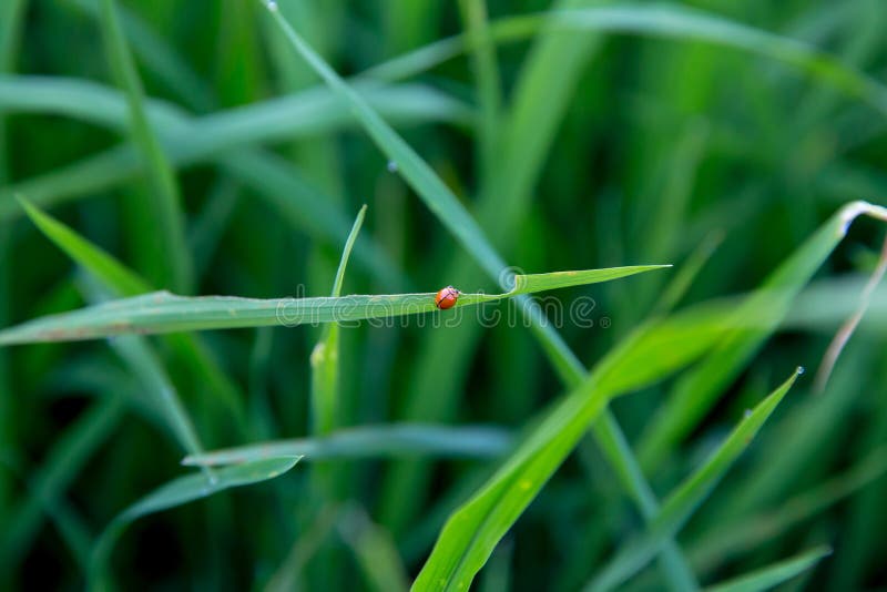 Ladybugs Land Stock Photos - Free & Royalty-Free Stock Photos from ...