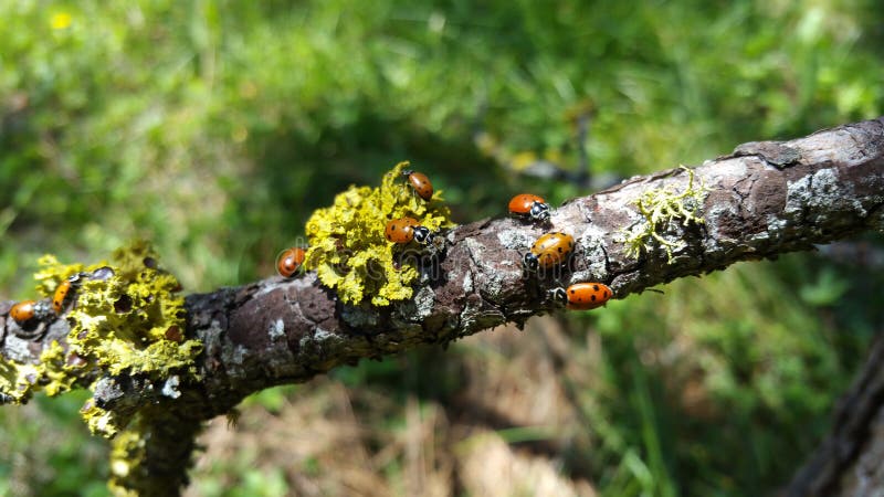 Ladybugs on Moss Covered Branch Stock Photo - Image of ladybugs ...