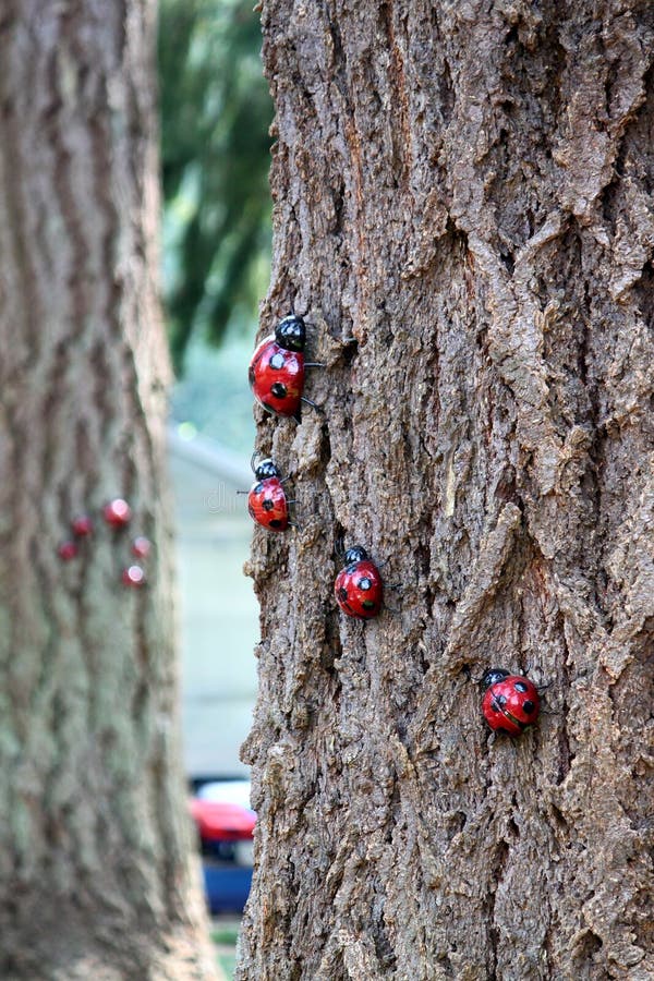 Ladybugs stock image. Image of tree, multiple, bark - 101982903