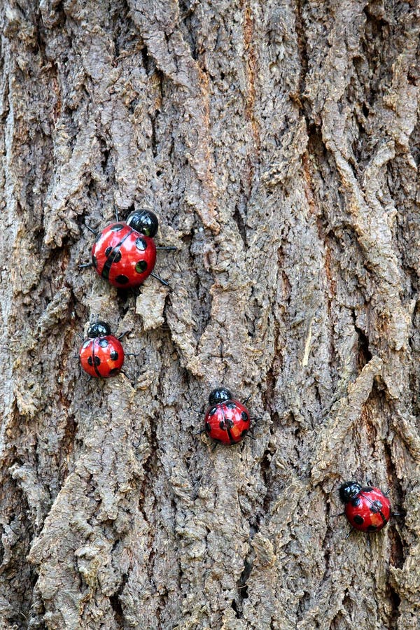 6,867 Ladybugs Stock Photos - Free & Royalty-Free Stock Photos from ...