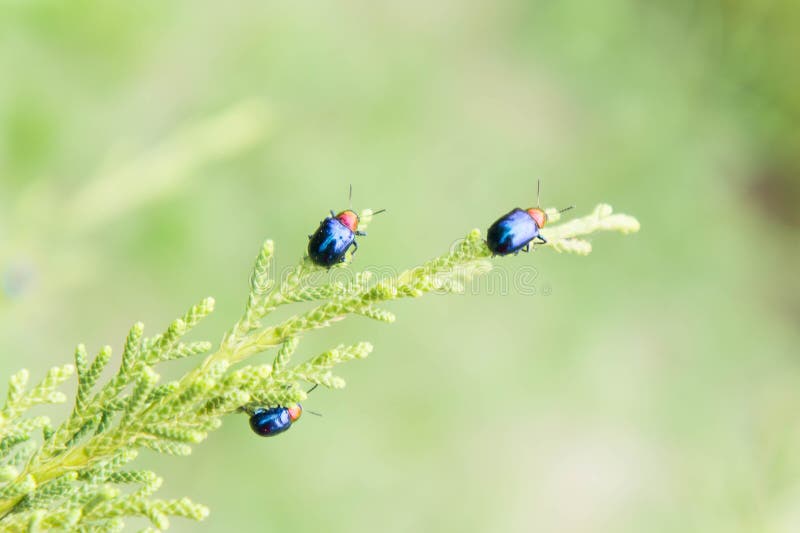 Ladybugs in Ourdoor , Insect on the Tree Stock Image - Image of insect ...