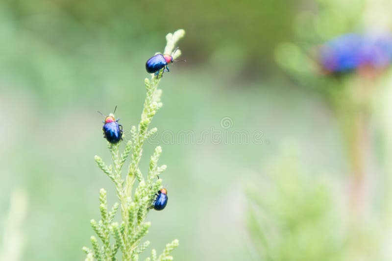 Ladybugs in Ourdoors , Insect on the Tree Stock Photo - Image of garden ...