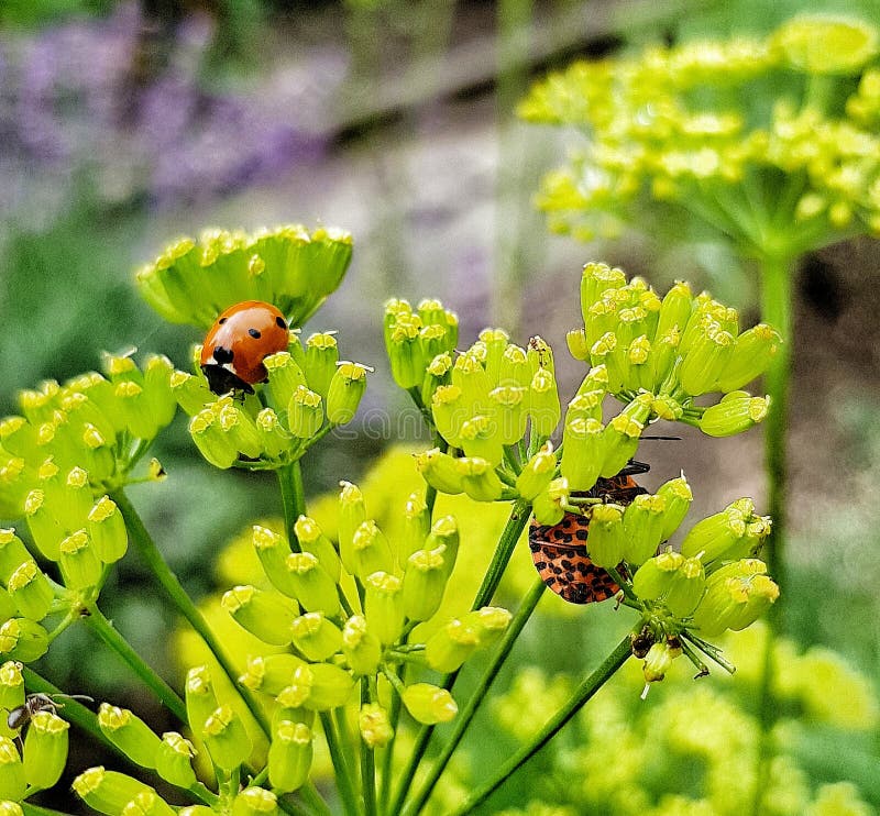 Two Ladybugs on Plant Closeup Stock Photo - Image of spring, leaf: 32791524