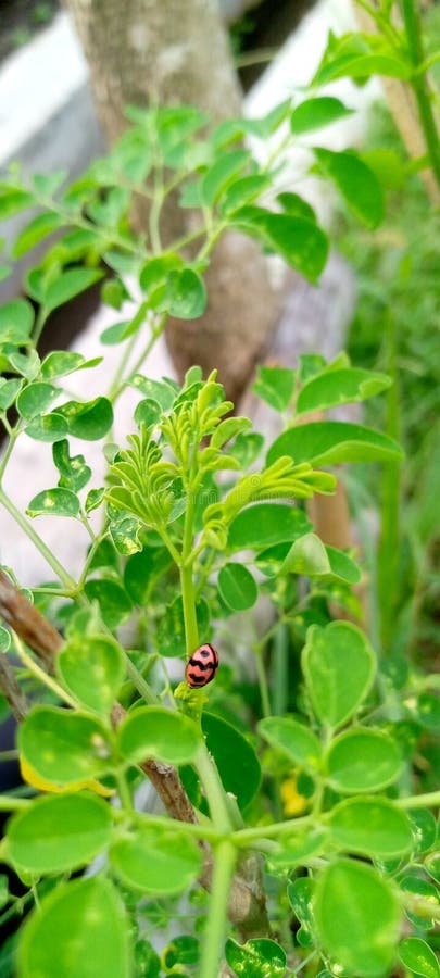 Ladybugs on plants stock image. Image of tumbuhan, wildflower - 273080343