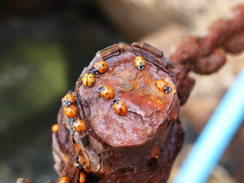 The ladybugs pole. stock image. Image of love, insects - 47220581