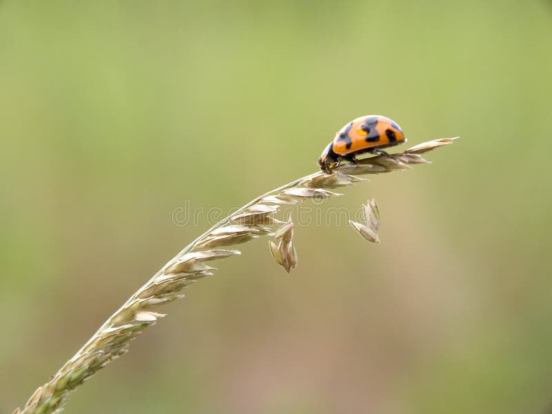 Ladybugs are Relaxing on a Branch of a Wild Plant Stock Photo - Image ...