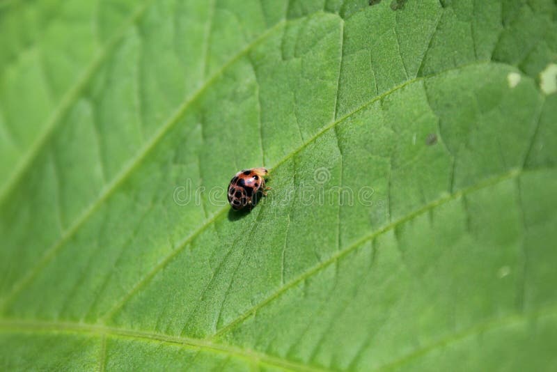 Ladybug with Black and Yellow Spots on Orange Above Green Leaves Stock ...