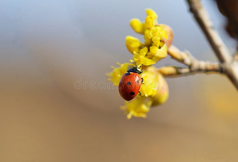 Ladybugs on spring flowers stock image. Image of nature - 143350891