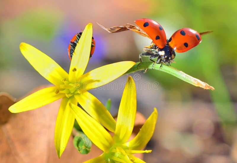 Ladybugs on spring flowers stock photo. Image of luck - 39014018