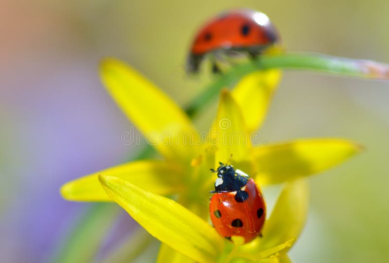 Ladybugs on spring flowers stock image. Image of area - 77255571