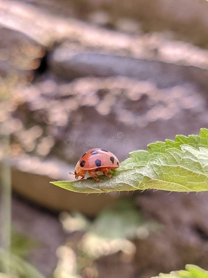 Ladybugs stock image. Image of ladybugs, animal, life - 316596547