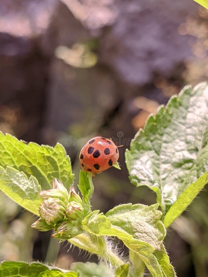 Ladybugs stock photo. Image of beauty, animal, insect - 316596560