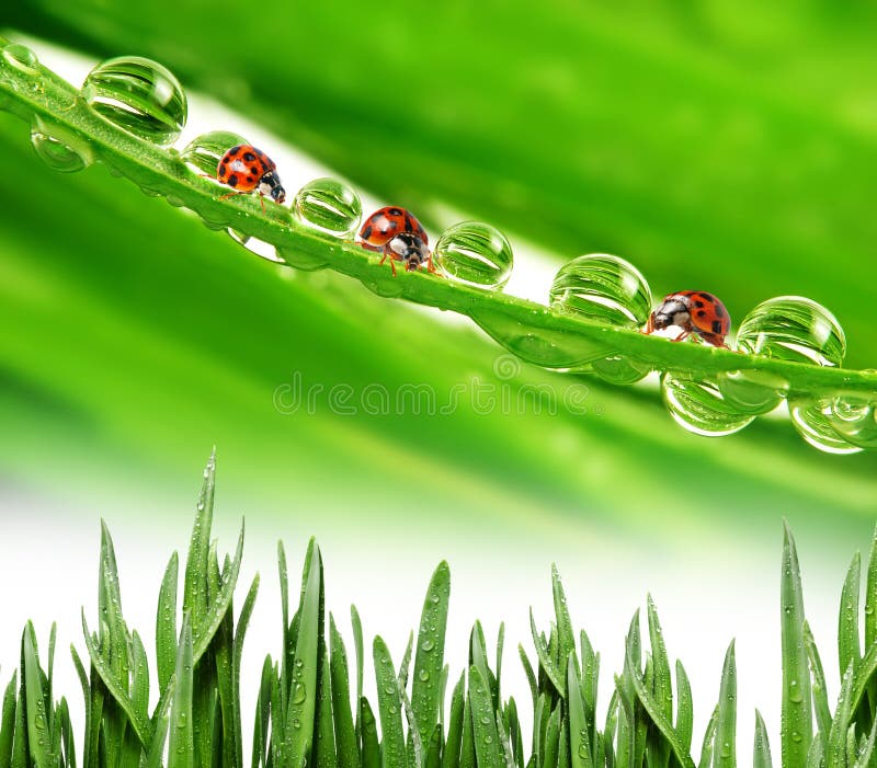 Ladybugs stock image. Image of detail, ladybugs, entomology - 51576771