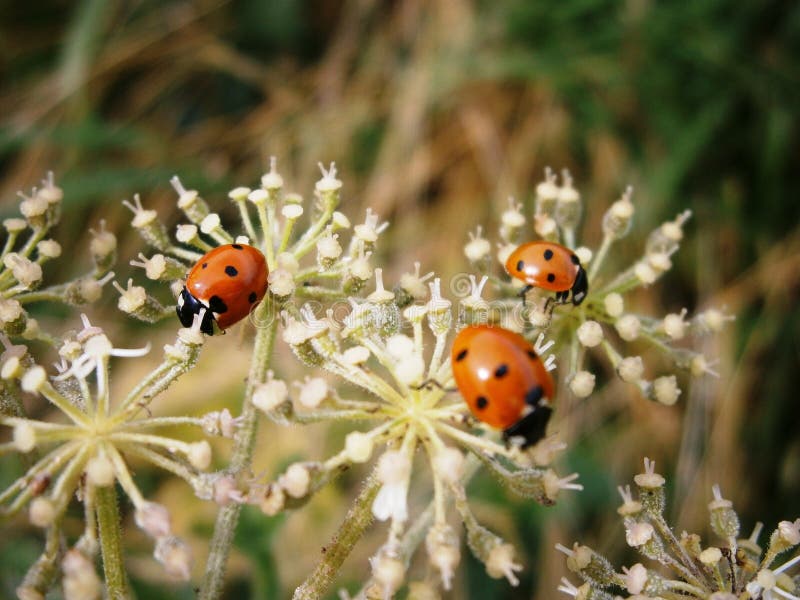 Many ladybugs on a branch stock photo. Image of arid - 46714630