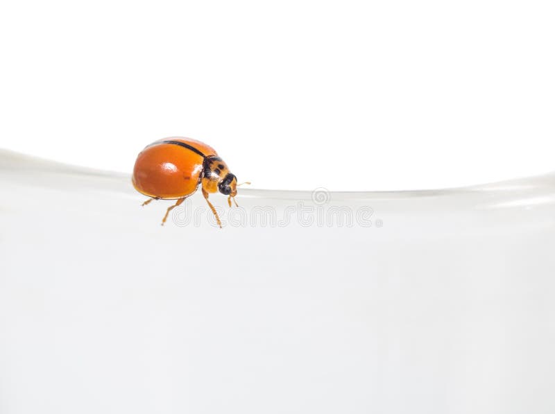 Ladybugs stock image. Image of closeup, wild, natural - 46452107