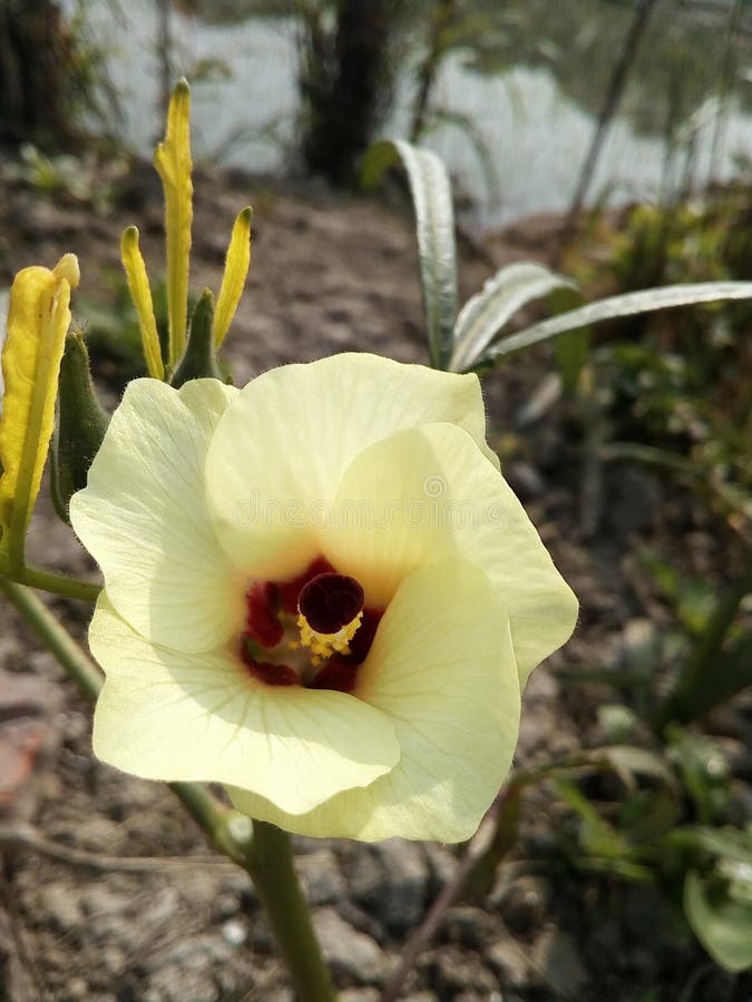 Fingerblomma Foton - Gratis och royaltyfria stockfoton från Dreamstime